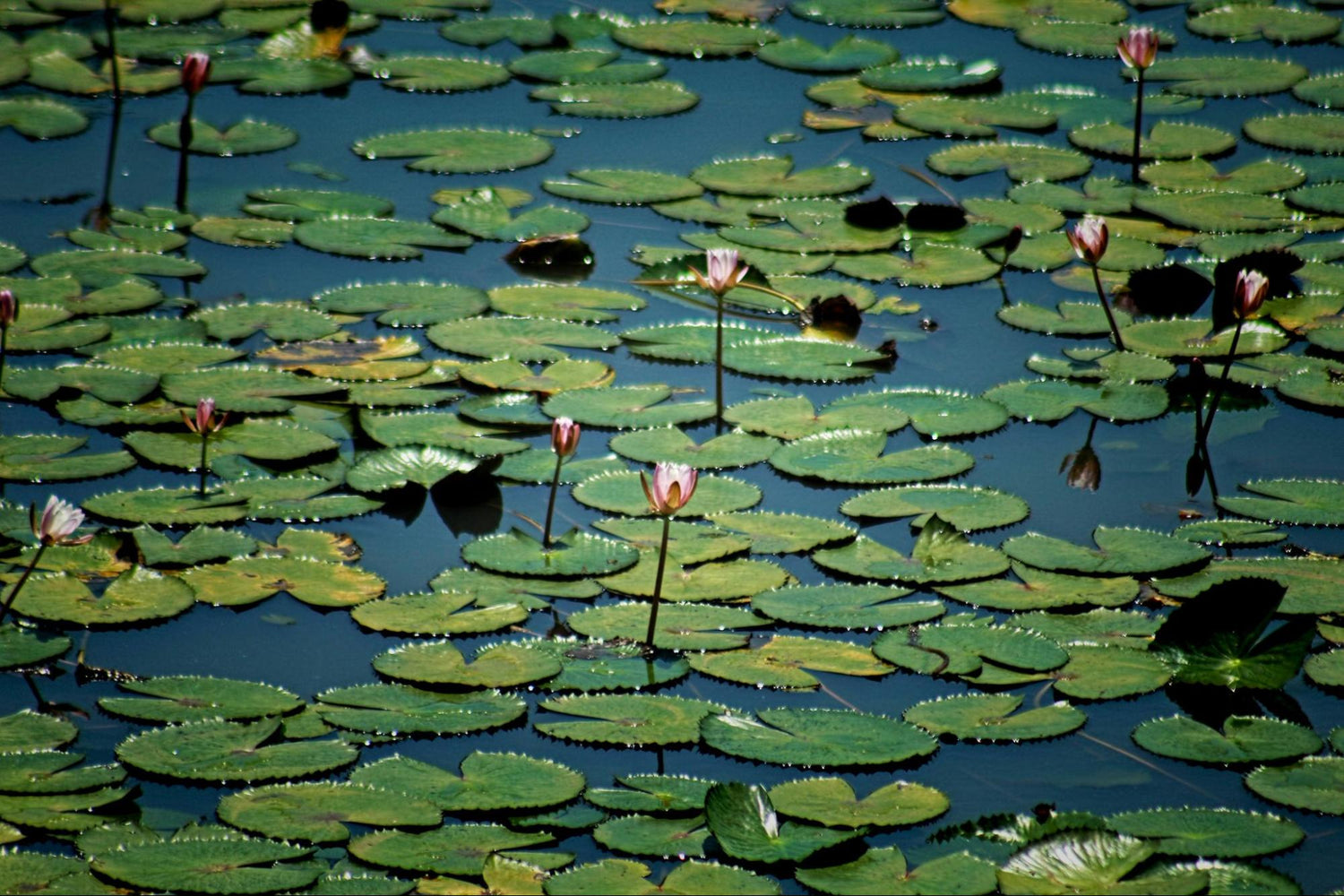 EZ Ponds – Pond Planet