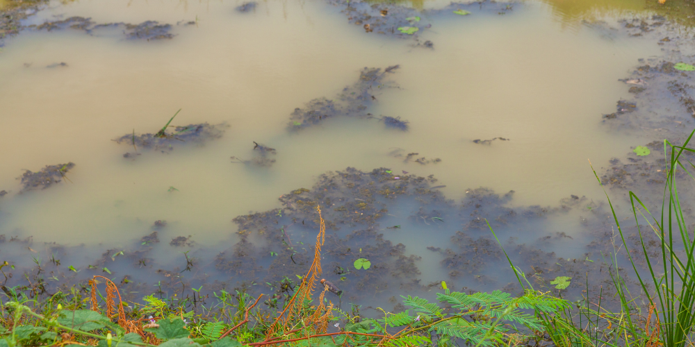 Pond Sludge Tips: What It Is and How to Remove It for a Healthier Pond ...