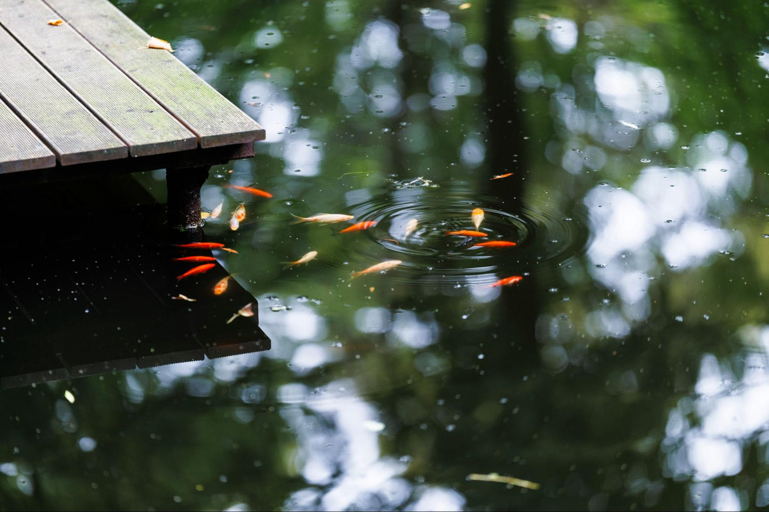 EZ Ponds – Pond Planet