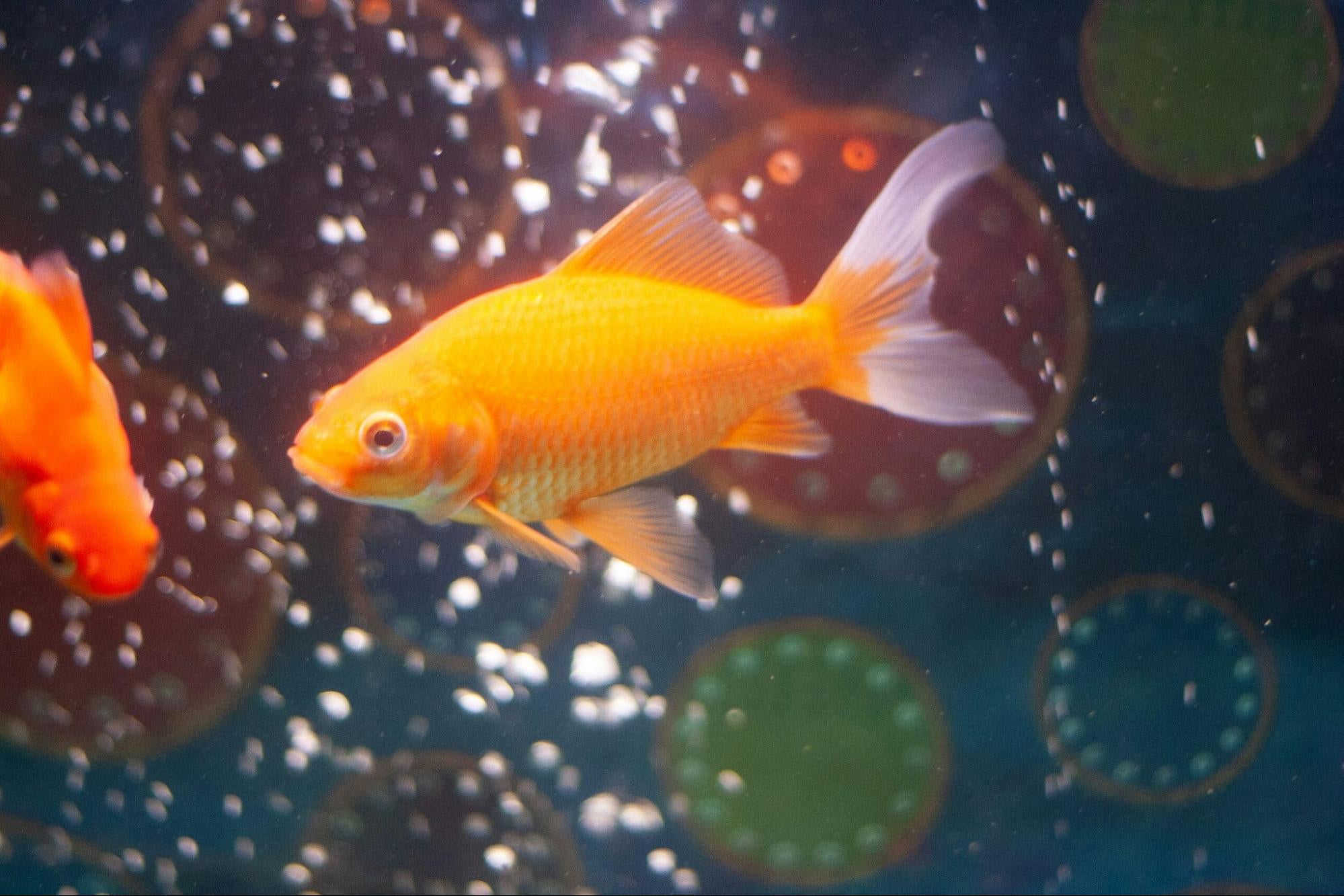 Why is My Fish Floating? Understanding Swim Bladder Disease – Pond Planet