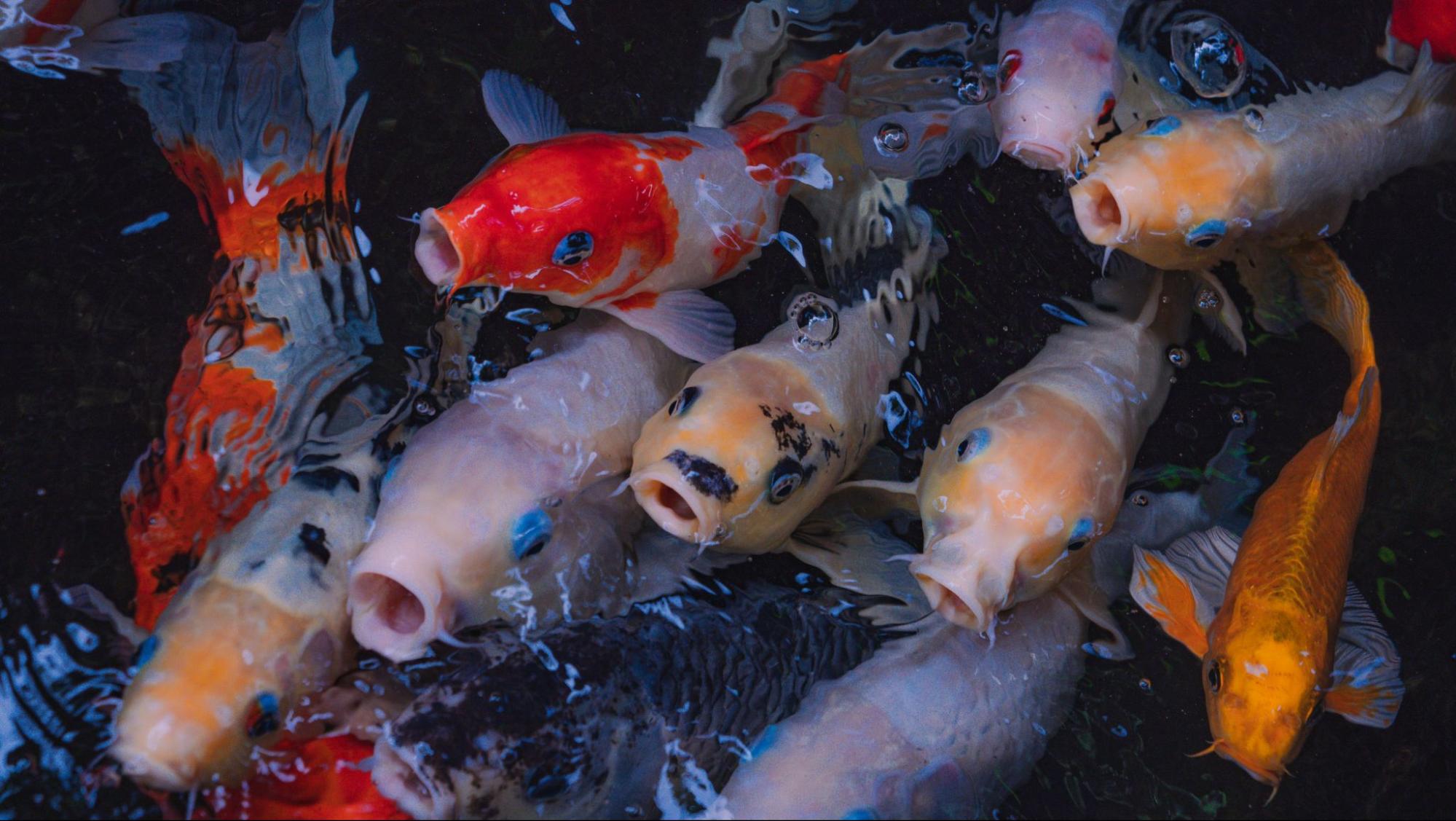 Expert Guide to Preventing and Fixing Pond Overcrowding – Pond Planet