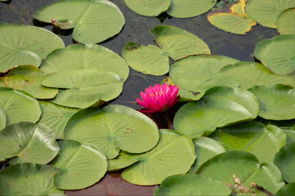 Plastic Aquarium Plants | Pond Planet – Page 21