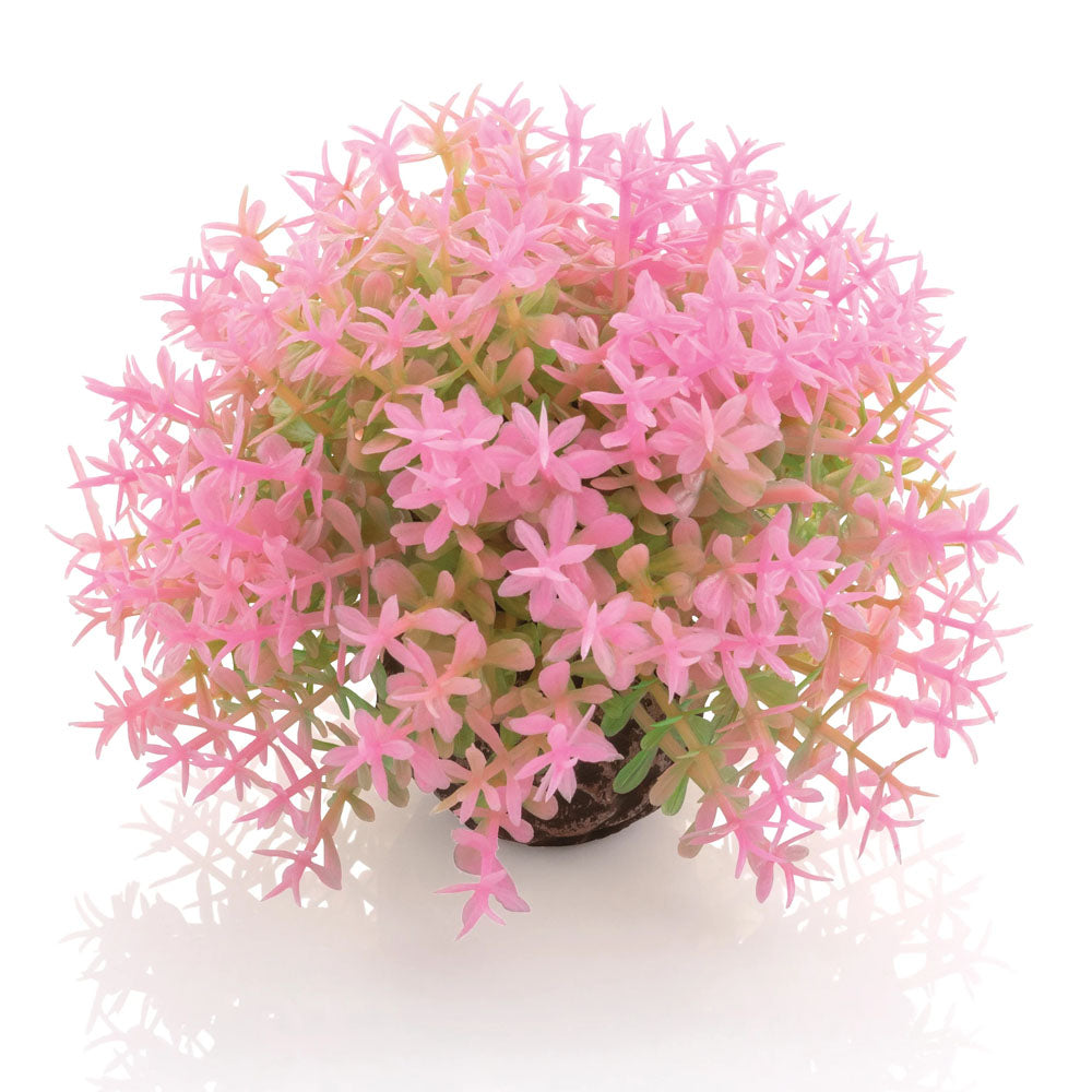 Biorb Topiary Ball Pink - Pond Planet