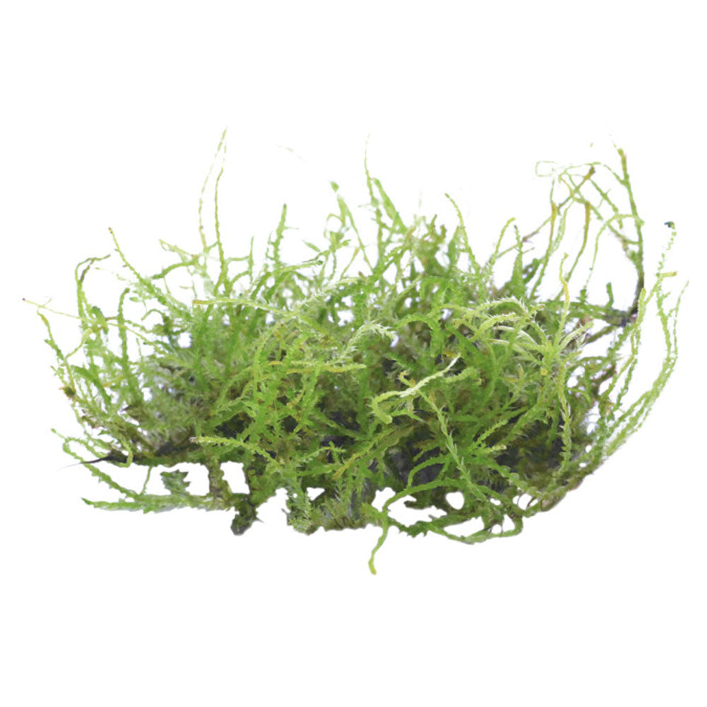 AquaFleur Easy Grow Vesicularia Creeping Moss – Pond Planet